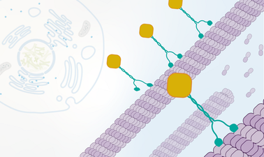 Cell Biology: The Cytoskeleton and Cell Cycle - Coursya